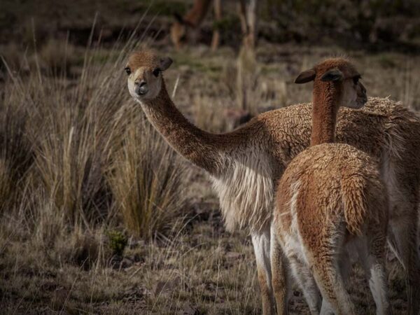 Home - Silver X Mining Corp. | Peru's next high growth silver producer