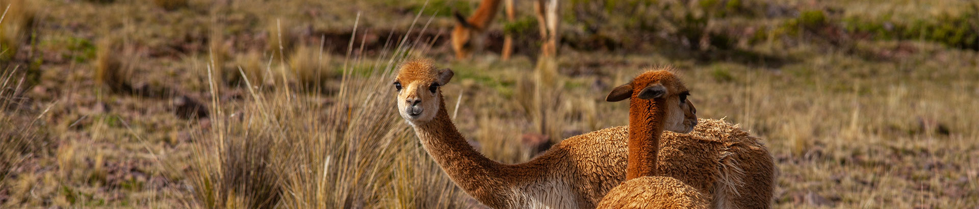 Our Approach - Silver X Mining Corp. | Peru's next high growth silver ...